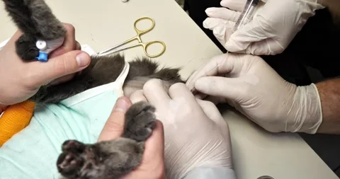 The doctor uses a syringe to flush the c... | Stock Video | Pond5