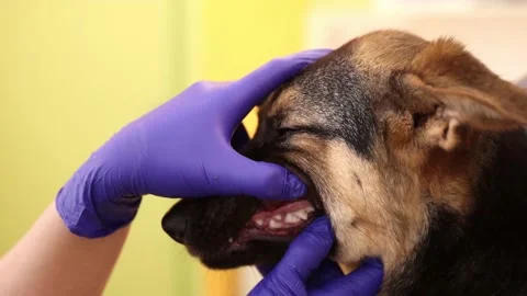 Doctor, vet checking dog's teeth, doing ... | Stock Video | Pond5
