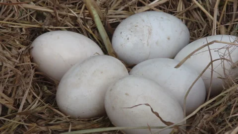 Documentary of Wild Goose Laying Eggs in... | Stock Video | Pond5