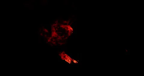 Dodo Stock Footage ~ Royalty Free Stock Videos | Pond5