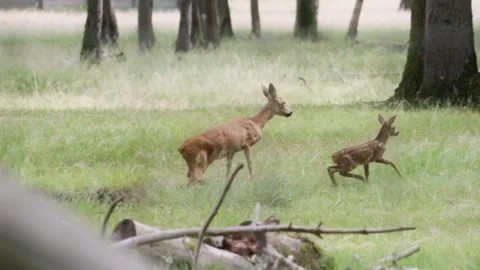 Doe with her baby | Stock Video | Pond5