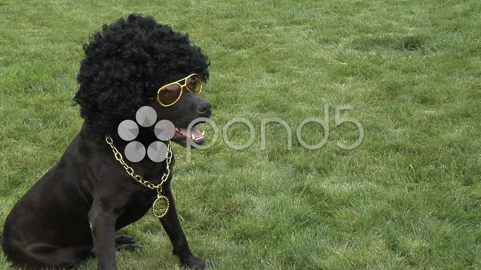 Afro Wig For Dogs Online | centralcountiesservices.org