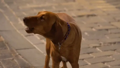 Dog Barking And Wagging Tail | Stock Video | Pond5