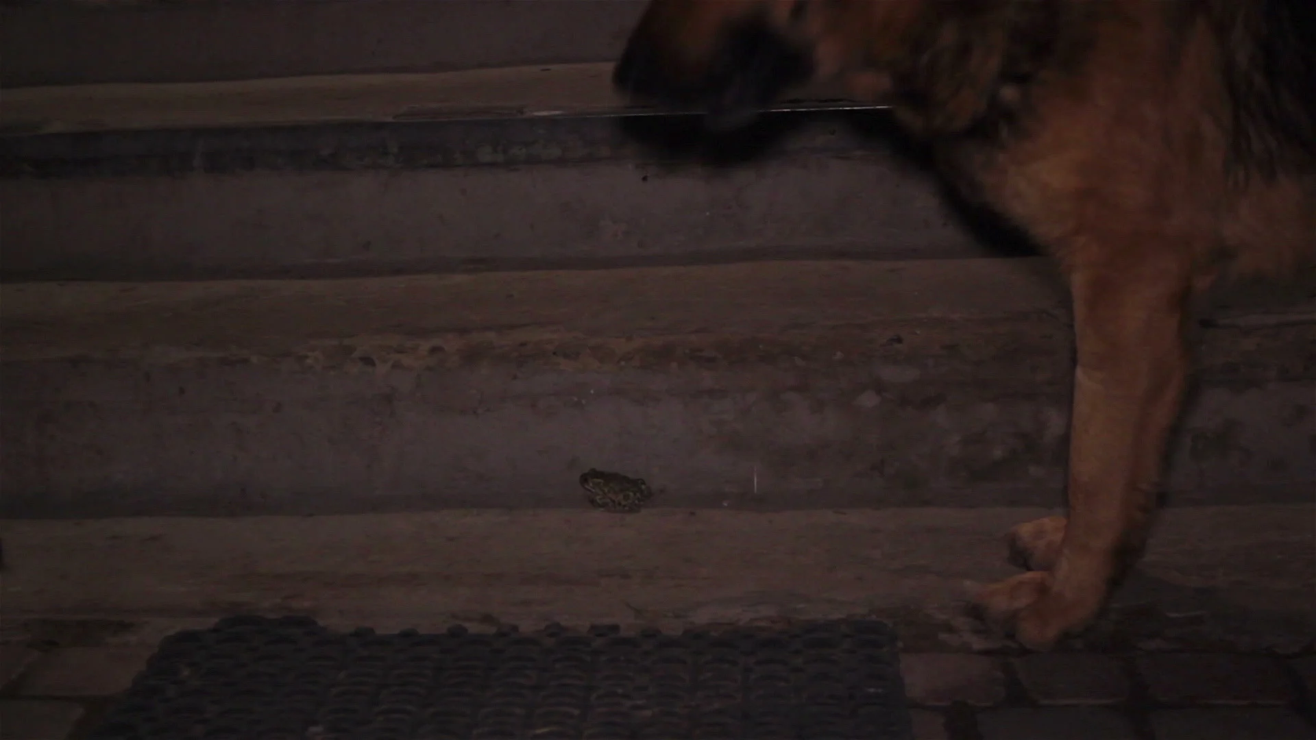 Frog Walking A Dog