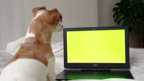 dog bed green screen chromakey laptop co... | Stock Video | Pond5