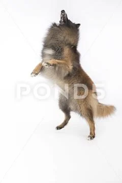 Photograph: Dog, Belgian Shepherd Tervuren, jumping, studio background ...