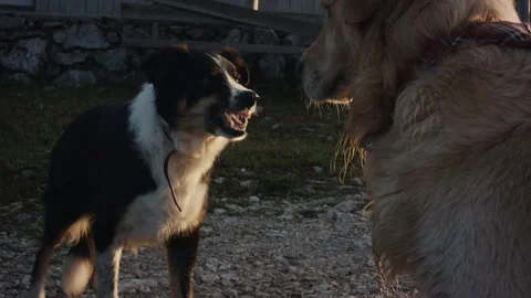 Animal Dog Mating Stock Videos – Royalty-Free HD & 4K Videos