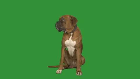Green Screen Dog Stock Videos – Royalty-Free HD & 4K Videos | Pond5