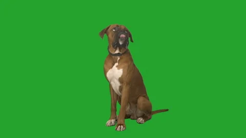 dog boxer on a green screen | Stock Video | Pond5
