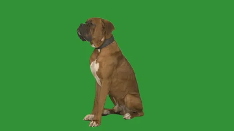 dog boxer looks around on a green screen | Stock Video | Pond5