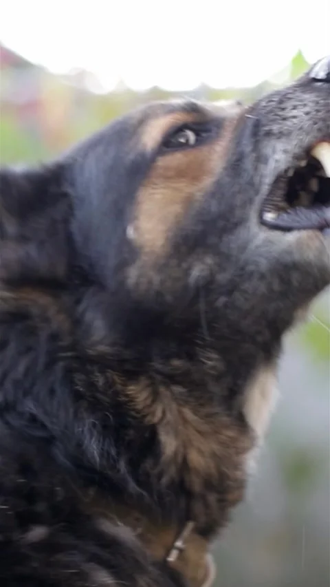 Fang Dog Stock Videos – Royalty-Free HD & 4K Videos