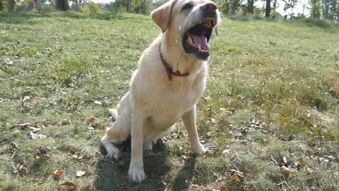 Barking Dog Animal Stock Videos – Royalty-Free HD & 4K Videos | Pond5