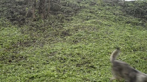 Sheep Dog Movie Stock Videos – Royalty-Free HD & 4K Videos