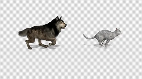 the dog chases the cat , animation, tran... | Stock Video | Pond5