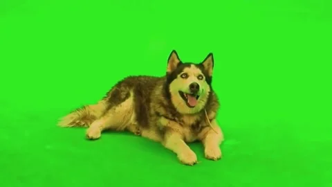 Dog chroma key green screen - Dog sittin... | Stock Video | Pond5