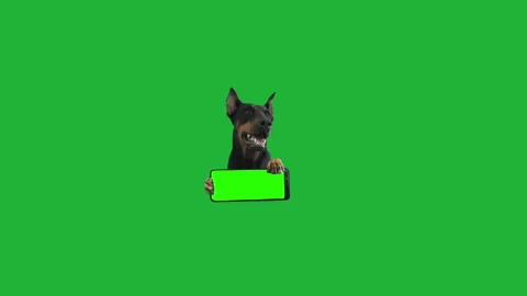 Dog , chroma key. Smartphone with green... | Stock Video | Pond5