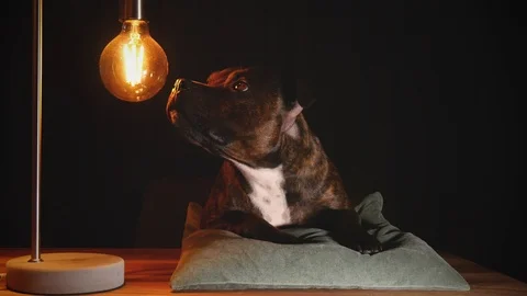 Dog cinemagraph in retro setting. 4K foo... | Stock Video | Pond5
