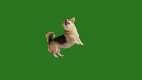 Green Screen Dancing Dog Stock Footage ~ Royalty Free Stock Videos | Pond5