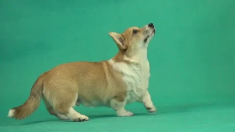 dog dancing on green screen | Stock Video | Pond5