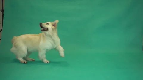 Green Screen Dancing Dog Stock Footage ~ Royalty Free Stock Videos | Pond5
