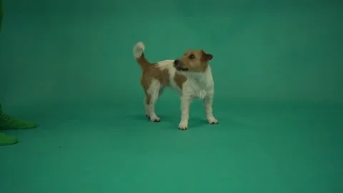 Green Screen Dancing Dog Stock Footage ~ Royalty Free Stock Videos | Pond5