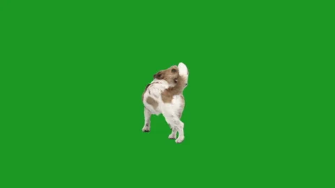 Green Screen Dancing Dog Stock Footage ~ Royalty Free Stock Videos | Pond5