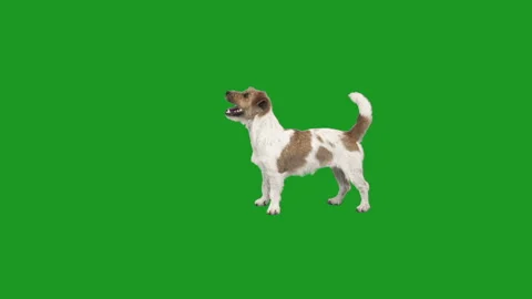 Green Screen Dancing Dog Stock Footage ~ Royalty Free Stock Videos | Pond5