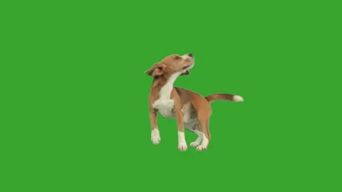 Green Screen Dancing Dog Stock Footage ~ Royalty Free Stock Videos | Pond5