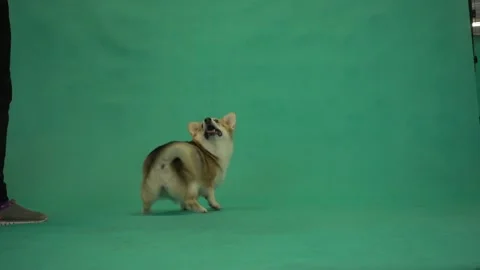 dog dancing on a green screen. Welsh cor... | Stock Video | Pond5