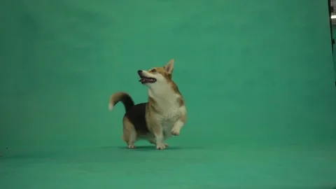 Green Screen Dancing Dog Stock Footage ~ Royalty Free Stock Videos | Pond5