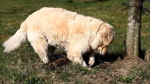 dog digging a hole in a ground, golden r... | Stock Video | Pond5