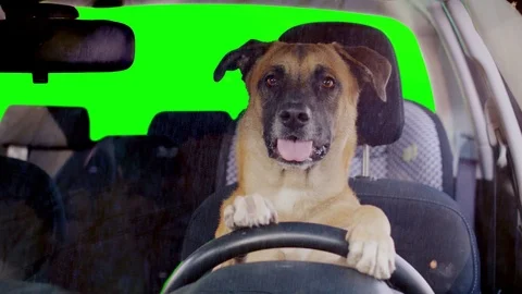 Dog driving a car, green screen backgrou... | Stock Video | Pond5