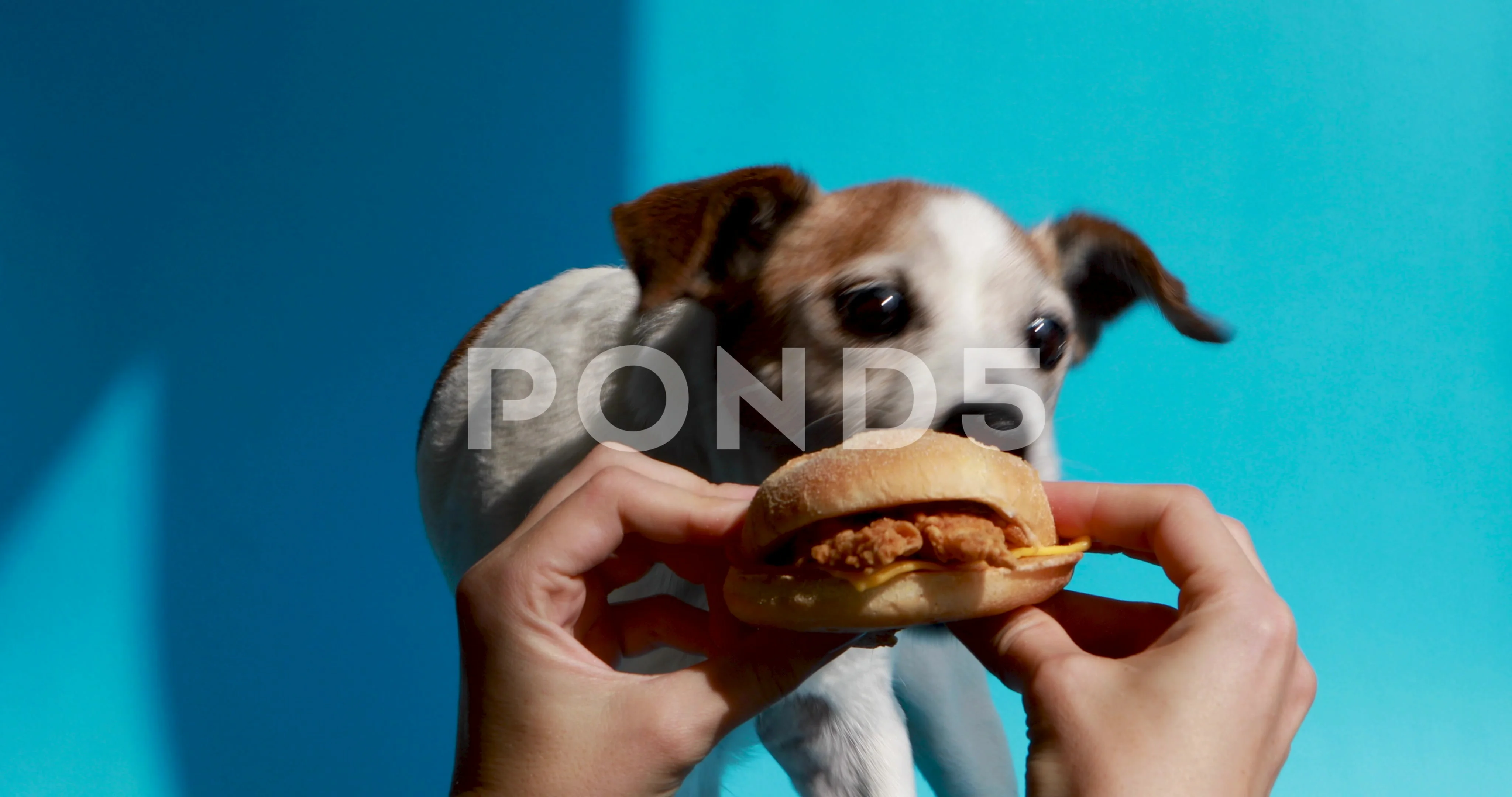 Can A Dog Eat A Hamburger