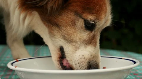 dog eating into a dish on a table: steal... | Stock Video | Pond5