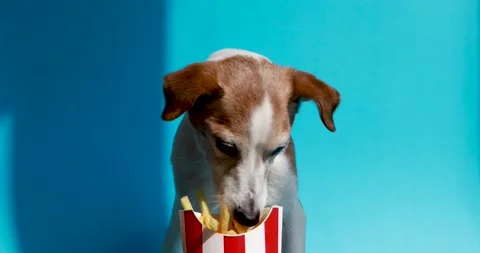 Dog eating french fries blue studio back... | Stock Video | Pond5