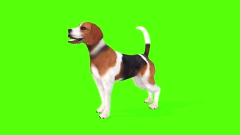 Green Screen Dog Eat Stock Footage ~ Royalty Free Stock Videos | Pond5