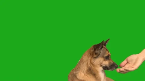 Green Screen Dog Eat Stock Footage ~ Royalty Free Stock Videos | Pond5