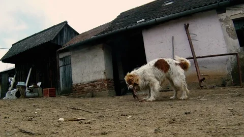 Pig Slaughter Stock Videos – Royalty-Free HD & 4K Videos | Page 5