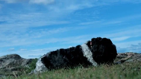 Dog Esting Stick Stock Videos – Royalty-Free HD & 4K Videos | Pond5