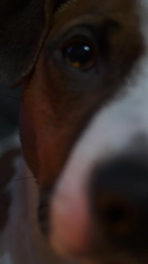 Hot Dog Curious Stock Videos – Royalty-Free HD & 4K Videos | Pond5