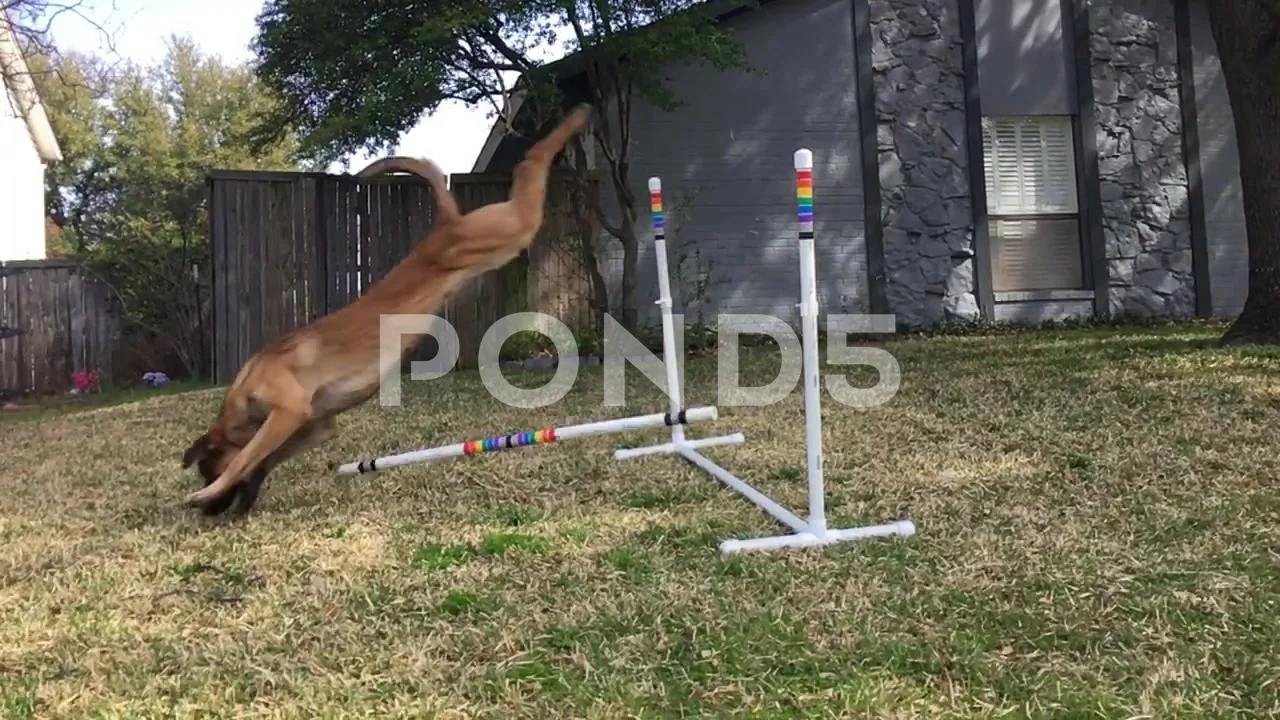 Dog Jump Fail