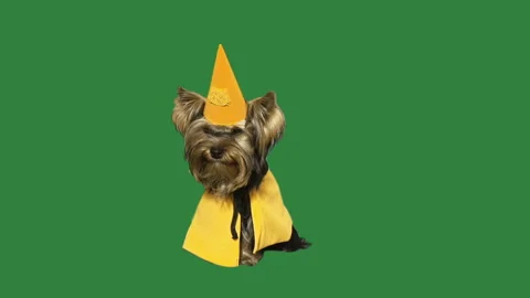 dog in fancy dress on green screen | Stock Video | Pond5