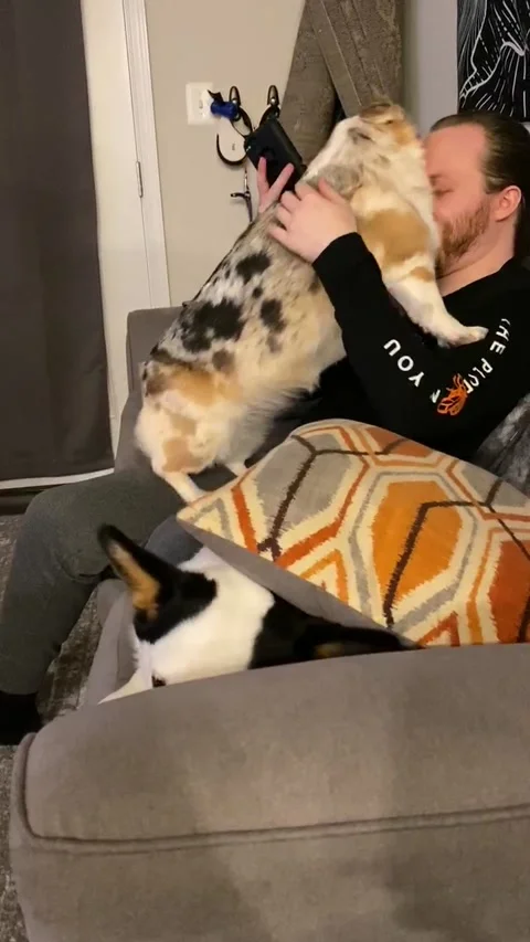 Dog Forces Her Way Past Phone, Ashburn, ... | Stock Video | Pond5