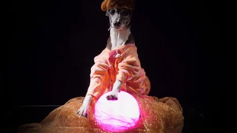 dog fortune teller using crystal ball | Stock Video | Pond5