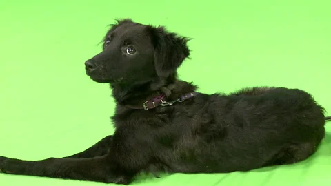 Dog in front of a green screen | Stock Video | Pond5