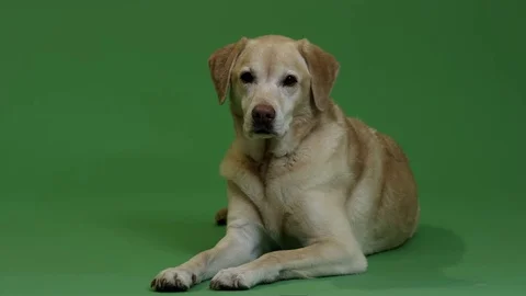 Green Screen Dog Stock Footage ~ Royalty Free Stock Videos | Pond5