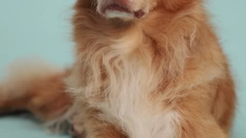 Blue Feet Paws Stock Videos – Royalty-Free HD & 4K Videos | Pond5