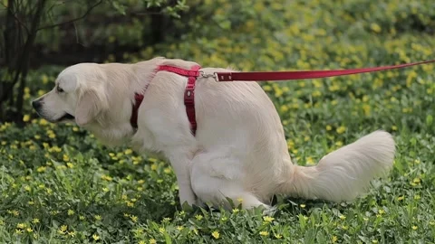 Dog golden retriever poop, golden retrie... | Stock Video | Pond5