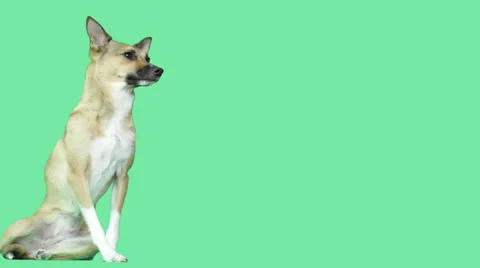 dog on green screen | Stock Video | Pond5