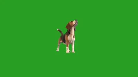 dog on a green screen | Stock Video | Pond5